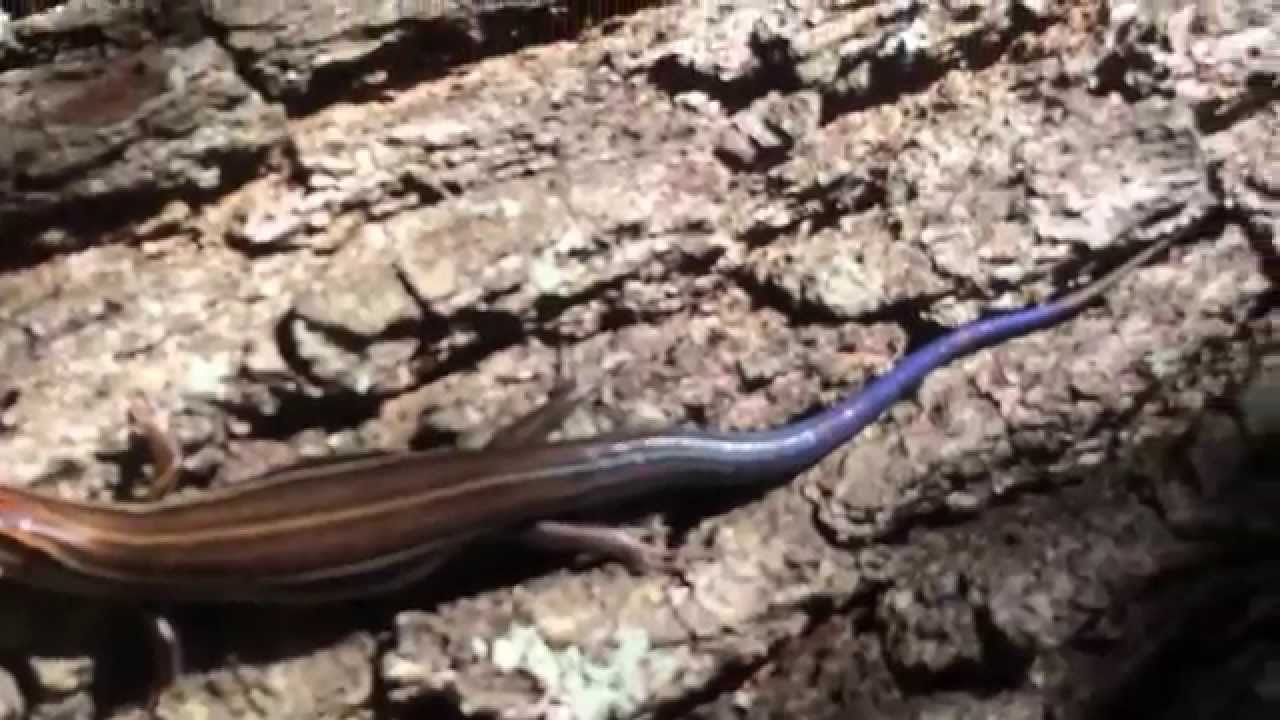 Blue Tailed Skink - YouTube