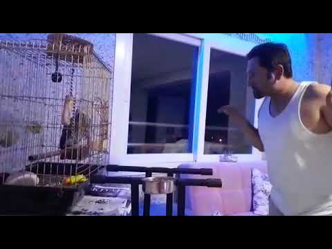 papağanın dansi / jako şakir