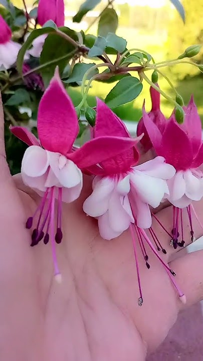 Кустовая фуксия Белла Лаура🌺🌺🌺🌺🌺🌺🌺🌺🌺🌺 - YouTube