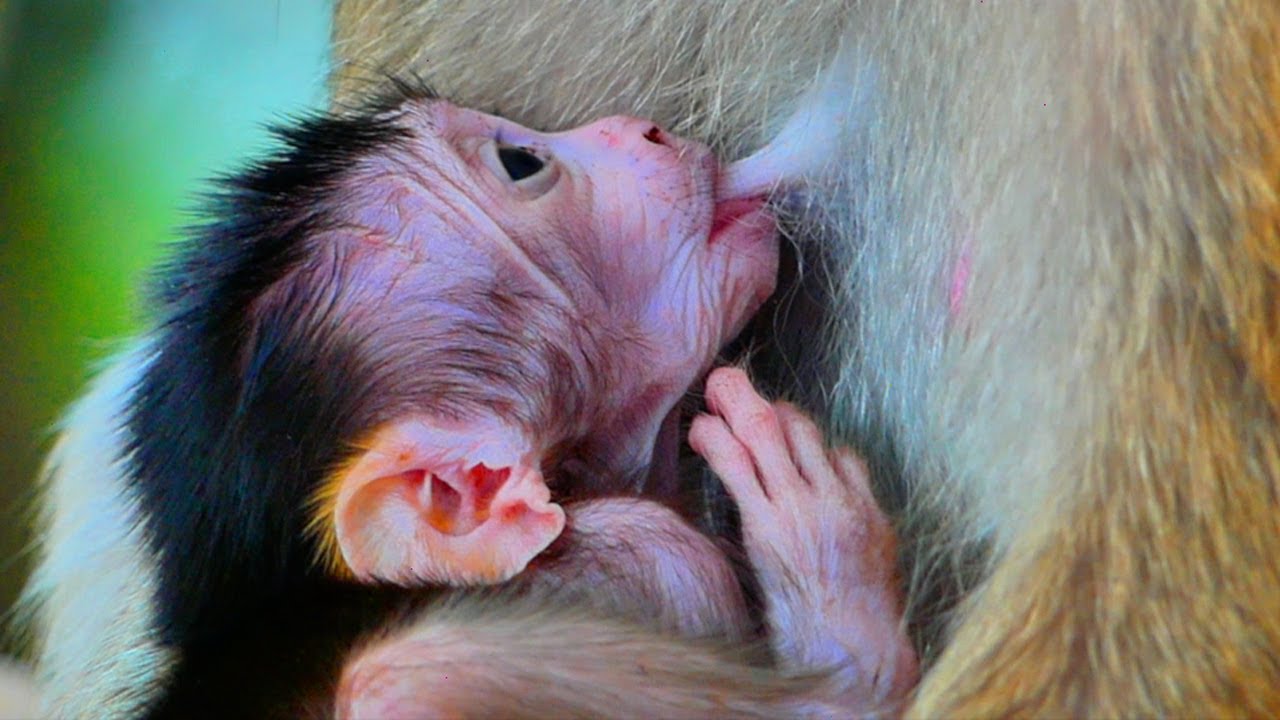 Very Sweet !Baby cute monkey JESSY sucking breast milk -look his mouth ...