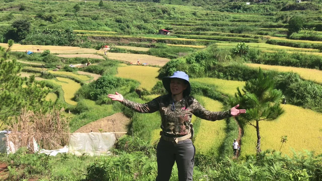 Oldest tool in Harvesting Palay(Vlg64) - YouTube