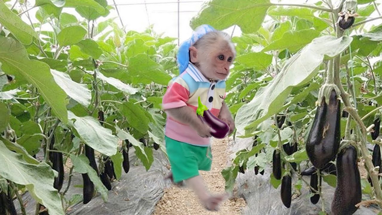 Super monkey! Baby monkey SinSin helps Dad harvest eggplants - YouTube