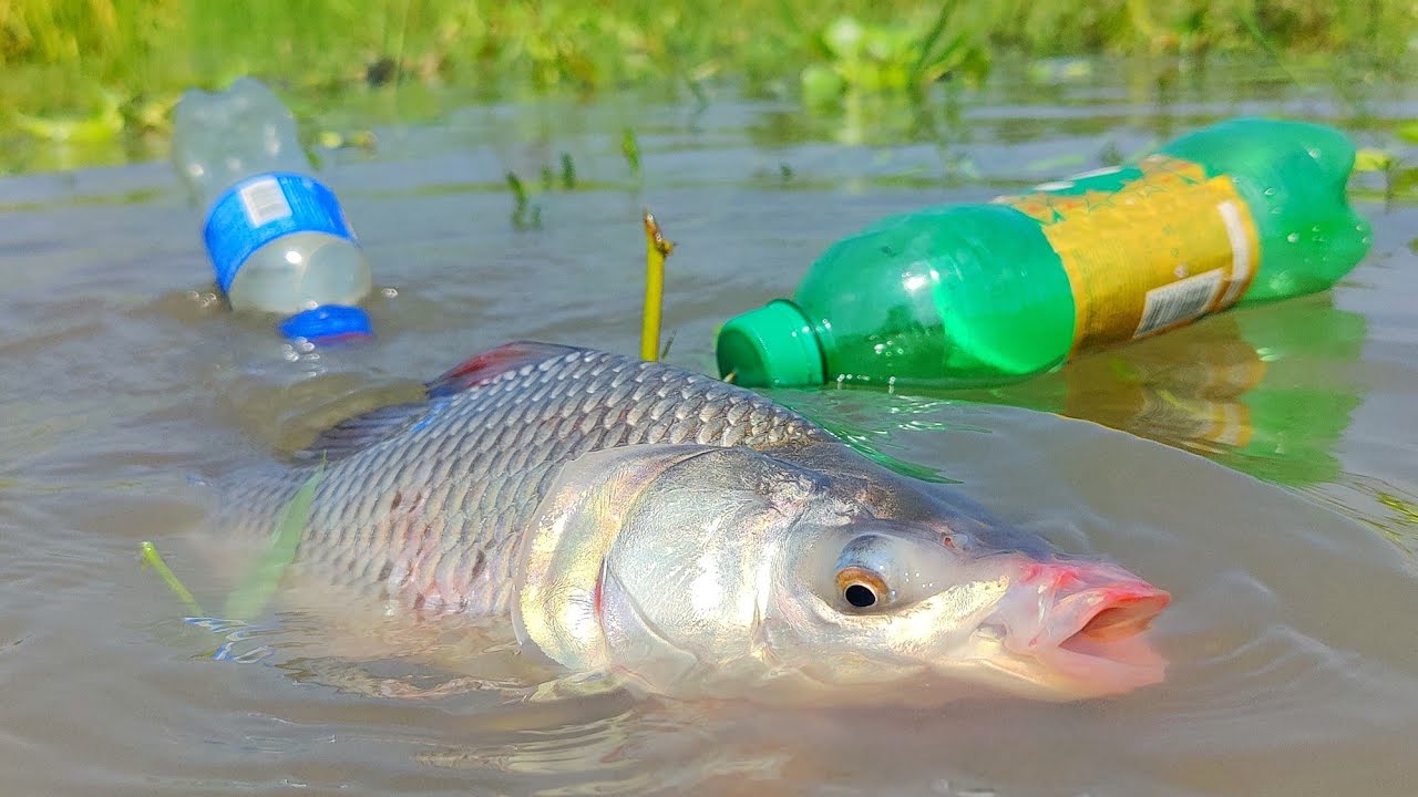 Amazing Fishing By Plastic Bottle Hook Trap | Smart Boys Catch Fish ...