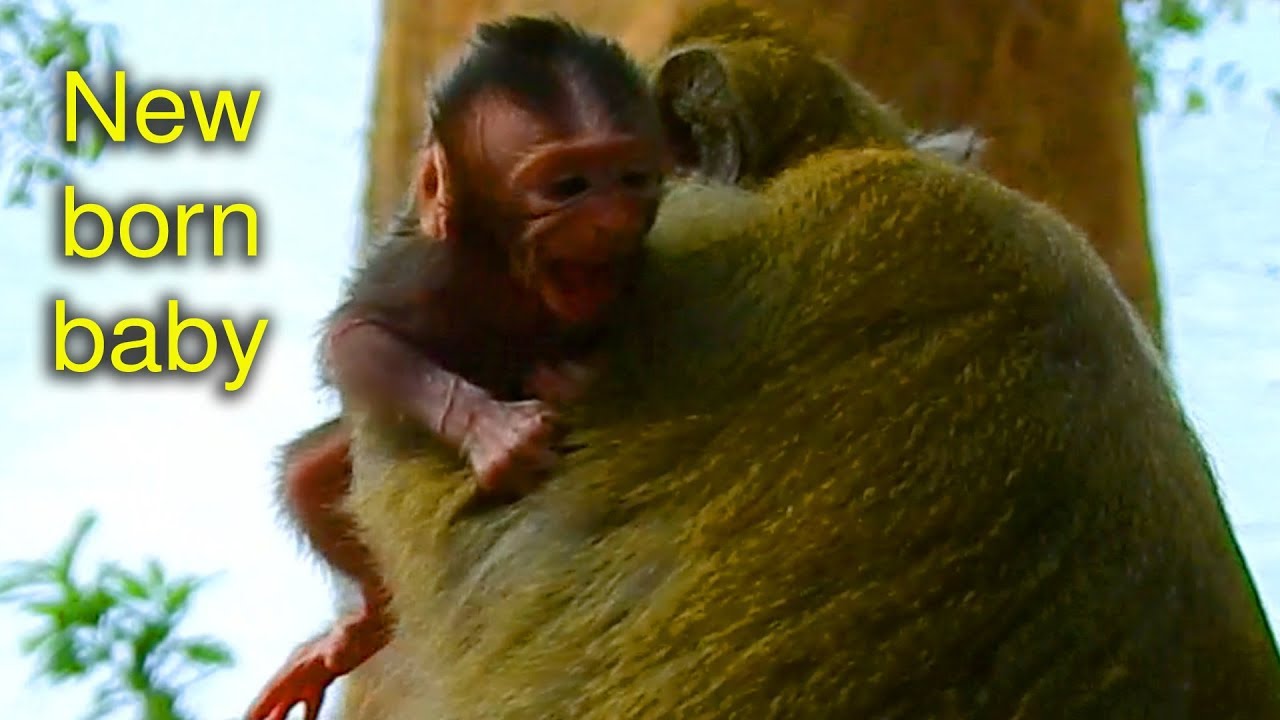 Welcome new born baby monkey of Cesca |Because of not ready to go baby ...