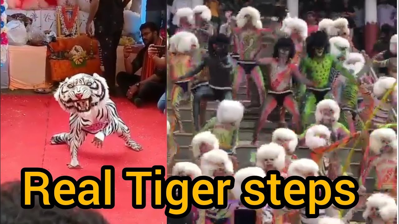 Real Tiger steps 🐅 👌White tiger #tigershorts #tigerdance #pilinalike # ...