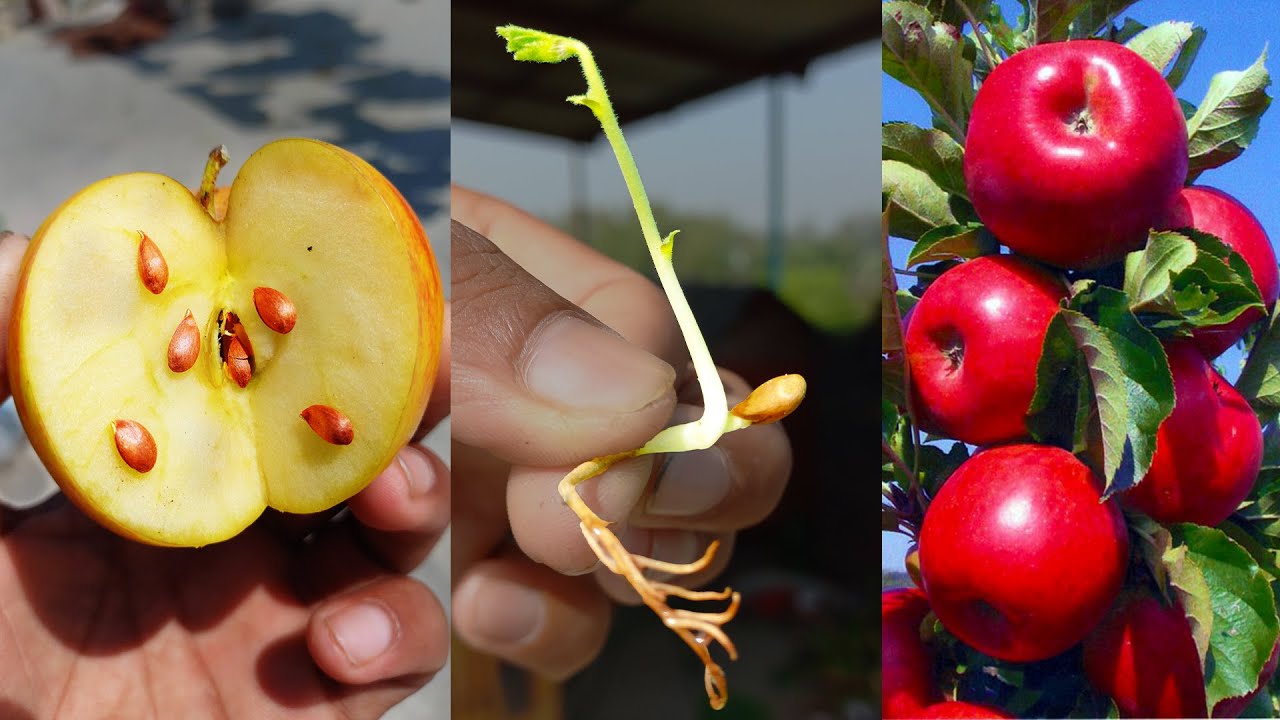 Apple Seeds Germination at Home , Apple Seeds Into A Tree ! How To Grow ...