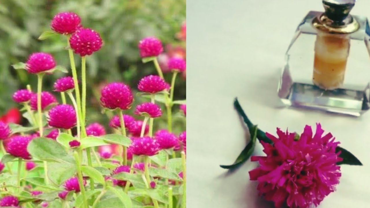 How to Make Vadamalli Flower💜 - YouTube