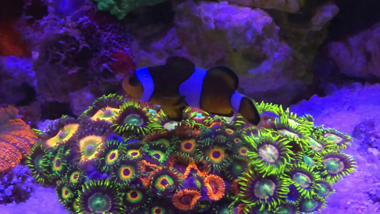 Pico reef tank 7G - YouTube