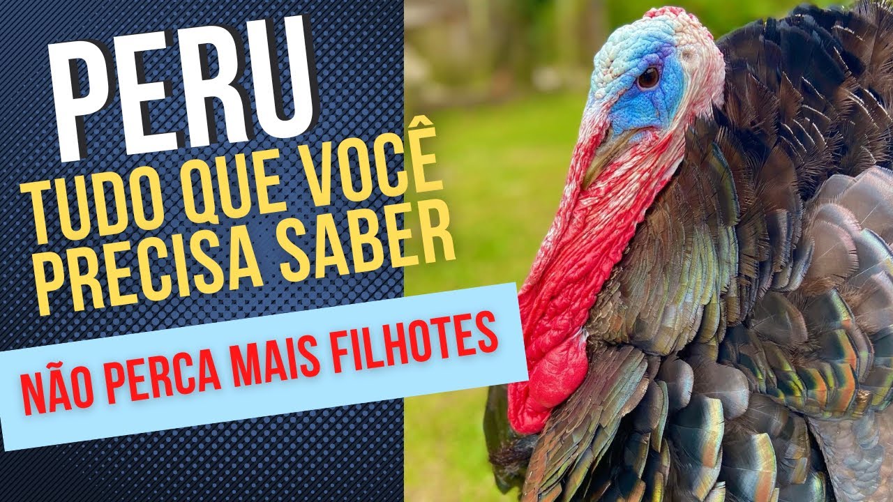 Tudo que você precisa saber sobre criação de perus #Peru #Manejo #Aves ...