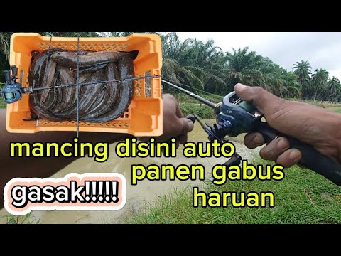 auto panen gabus | haruan exp ironclad | exp horiz - YouTube