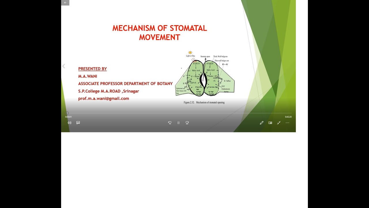 Mechanism of stomatal Movement - YouTube