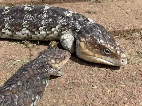 Shingleback babies - Tiliqua Rugosa - YouTube