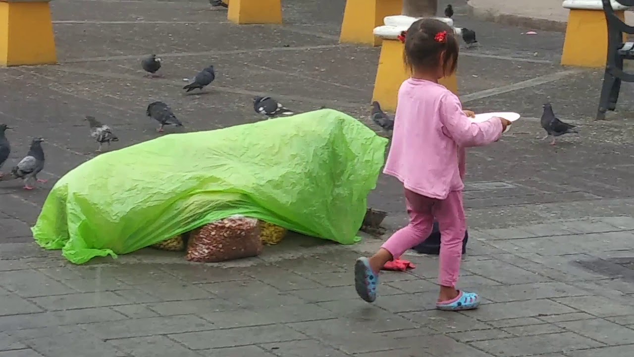 Niña humilde Alimentando alas Palomas - YouTube