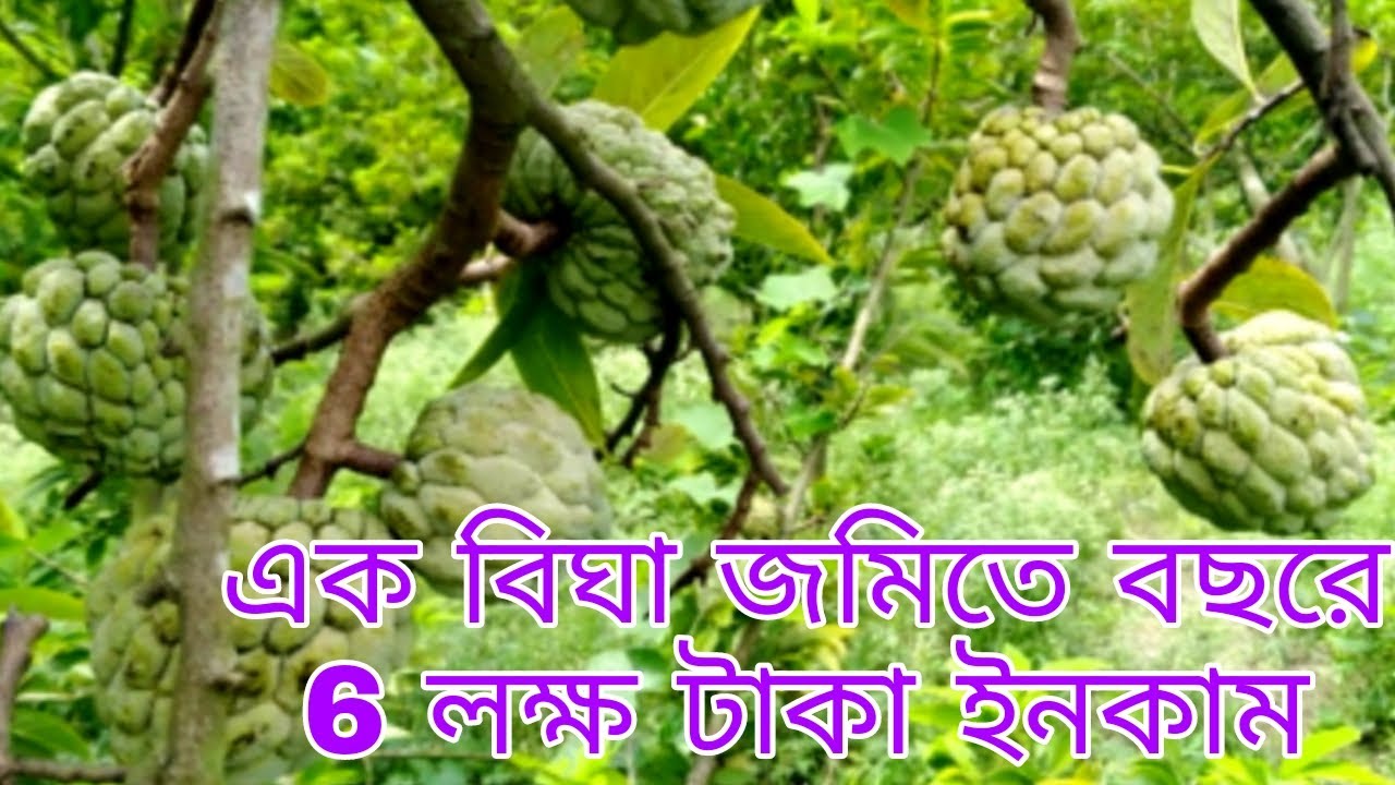 শরিফা চাষের পদ্ধতি, শরিফা চাষ, আতা ফল চাষ, আতা ফলের উপকারিতা ,sorifa ...