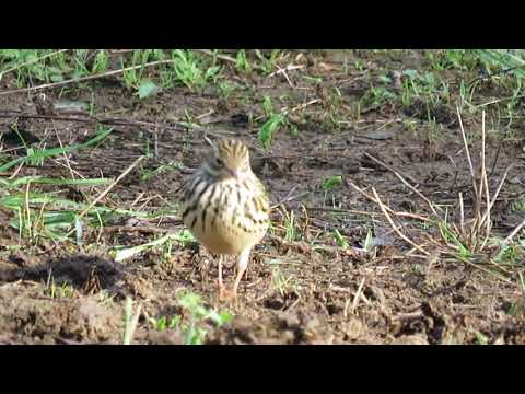 Petinha-dos-prados (Anthus pratensis) perto dos burros