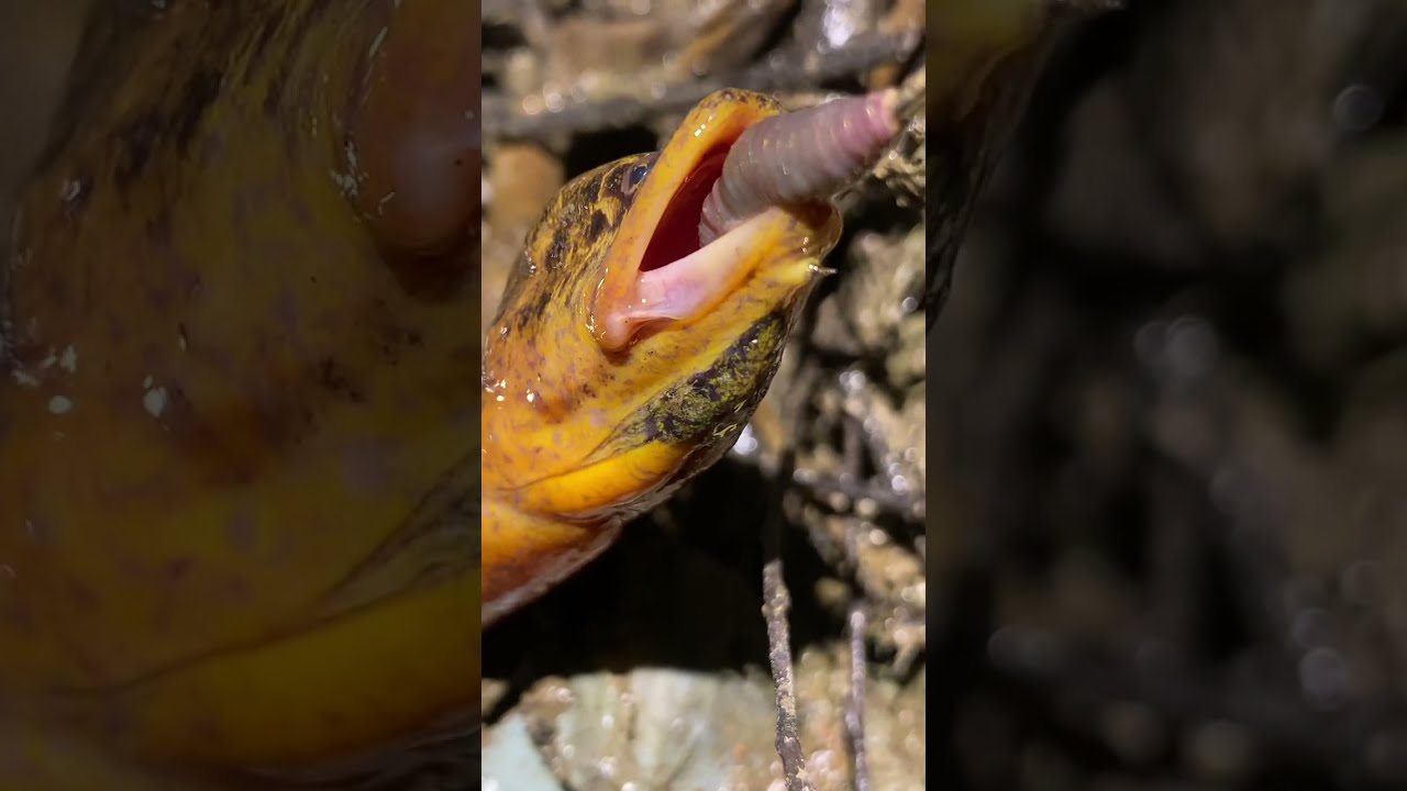 Night Life | Eel fishing | Eel catching | Eel hunting daily life | 692 ...