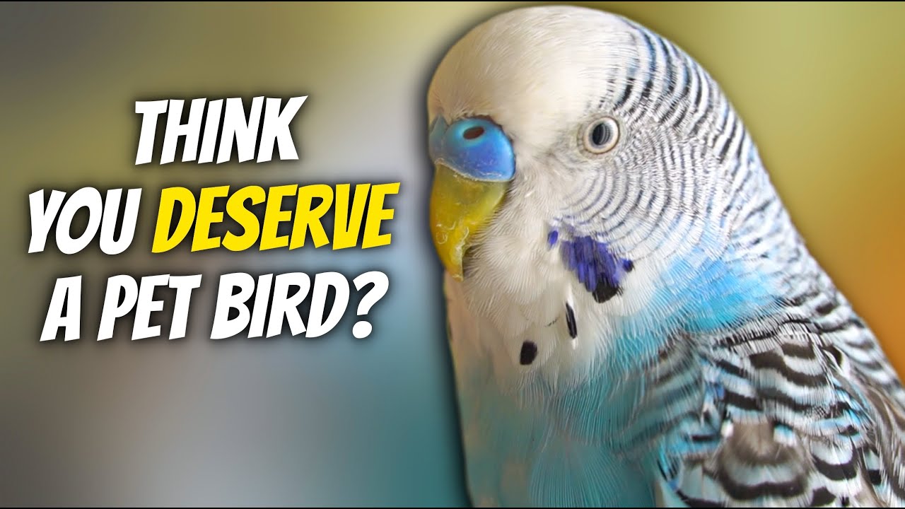 4 Signs You're a BAD Bird Owner - YouTube