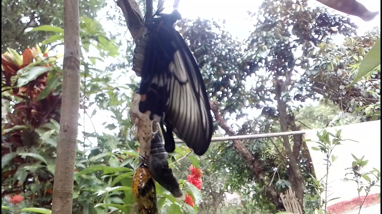 PAPILIO LOWII - YouTube