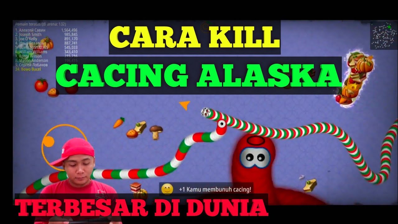 CARA MEMBESARKAN CACING ALASKA DENGAN KILL CACING TERBESAR DI DUNIA ...