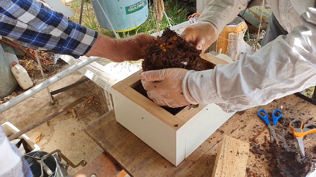 Clarence Native Bee Rescue Tetragonula carbonaria Log 2 20200918 - YouTube