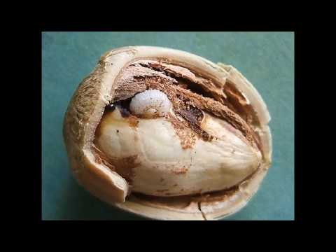 Fındık Kurdu (Curculio nucum)