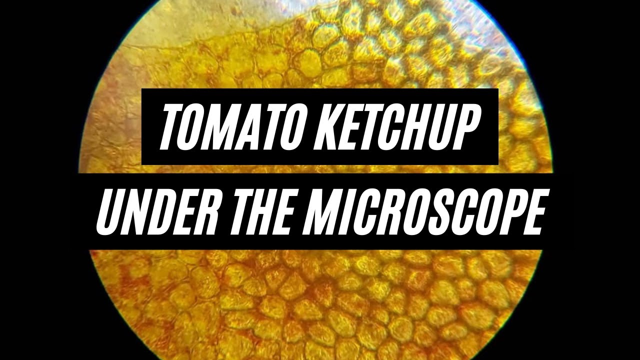 Tomato ketchup under the microscope - YouTube