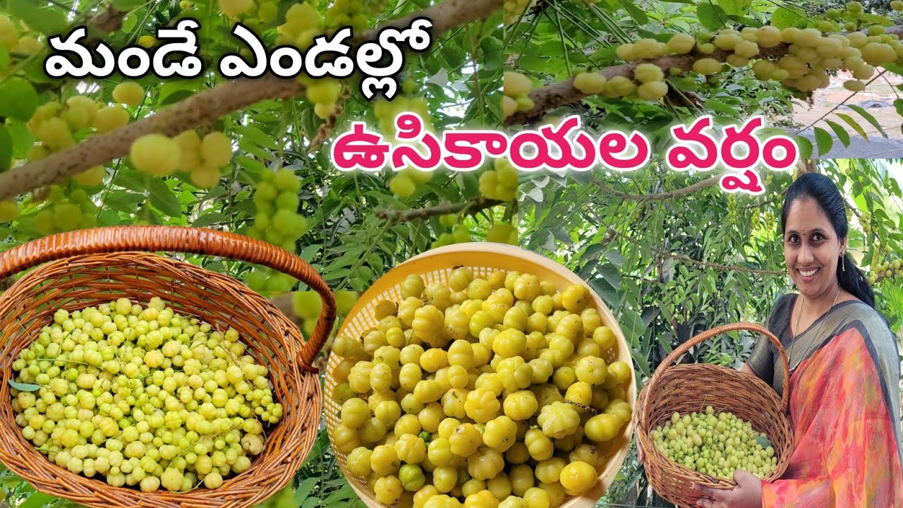 usiri chettu ela penchali | chinna usirikaya - YouTube