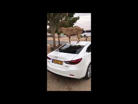 Das ist nicht ihr Ernst?! Ziege zerstört Auto!