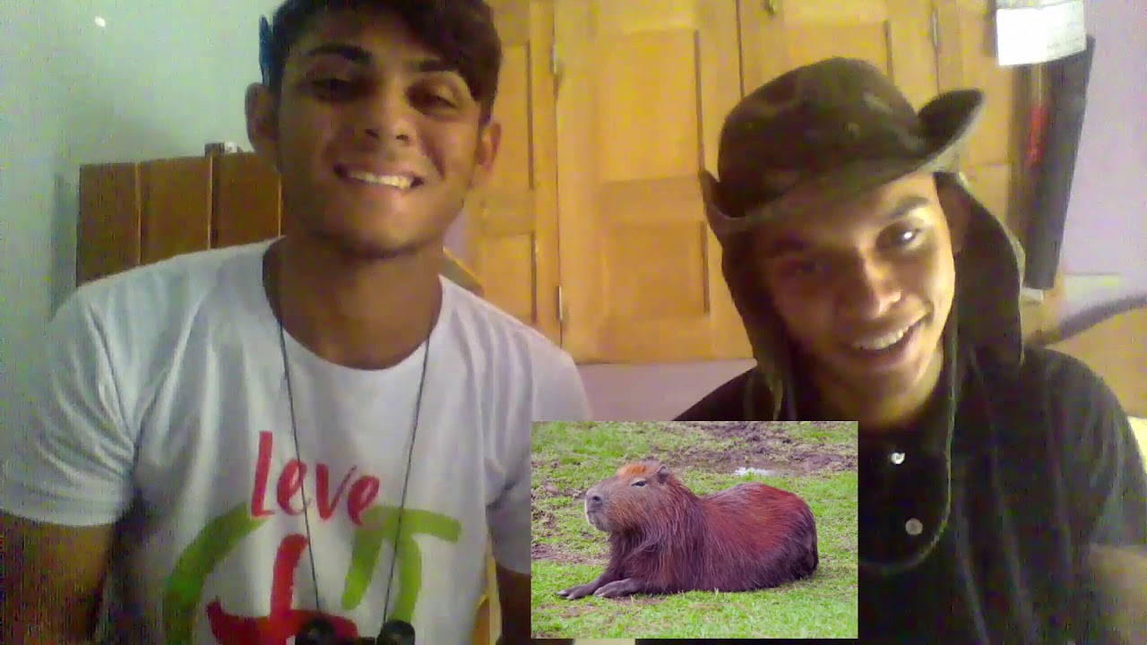 Pacarana(Paca-de-Rabo)_Curiosidades. - YouTube