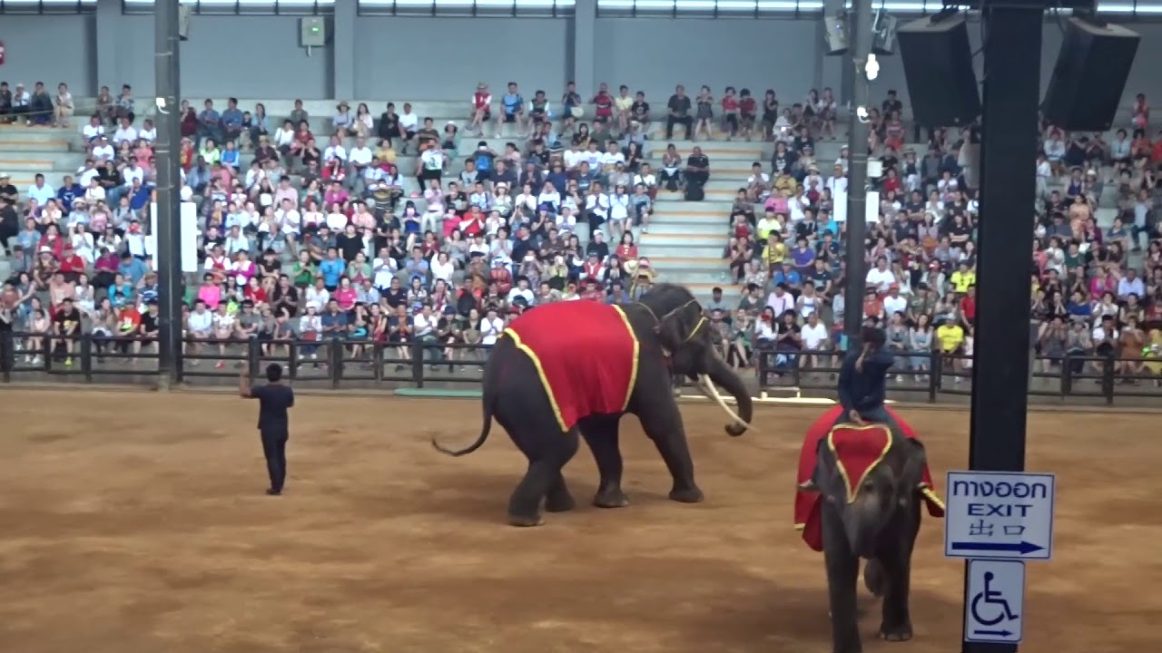 Pattaya Elephant Show Full Length Thailand 2018 - YouTube