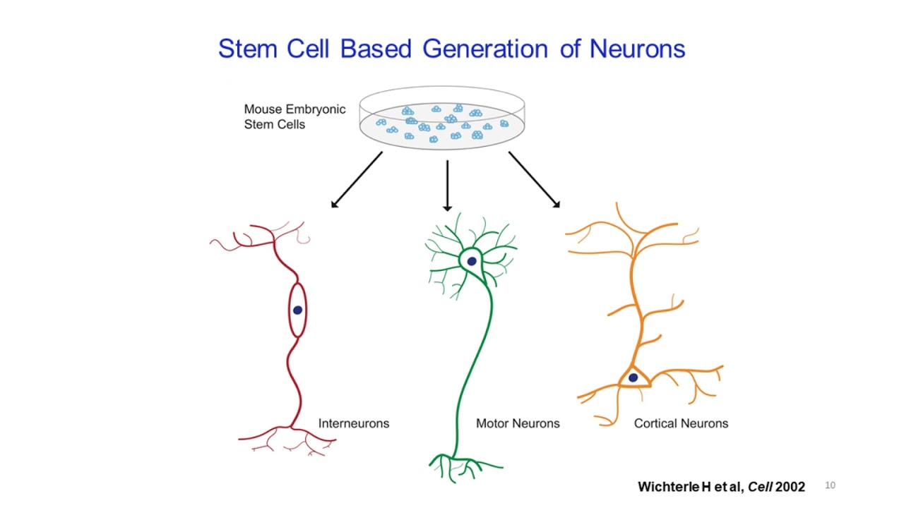 The power and generality of single-cell studies - YouTube