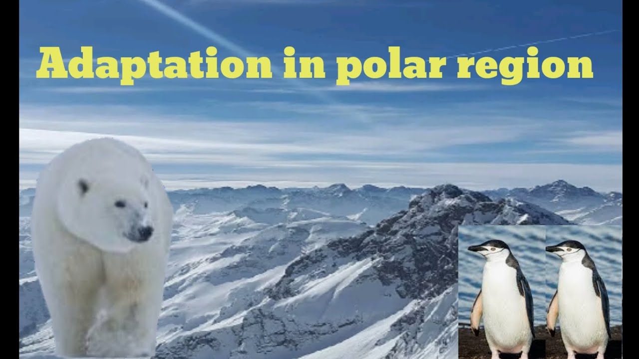 Adaptation in polar region(Science) - YouTube