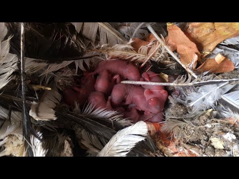 Civcivleri Yiyen Canavarların Sonu!(CİVCİVLER KARDEŞLERİNİN İNTİKAMINI ALIYOR)Kümes İçindeki Tehlike