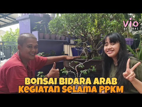 Bonsai Bidara Arab || Kegiatan Selama PPKM