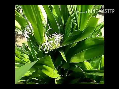 Sudarshan plant care and make new plant by a old plant - YouTube