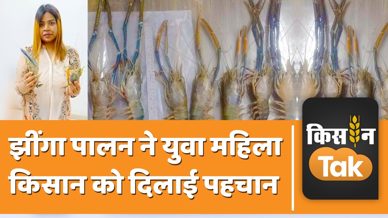 Jhinga Fish: महाझींगा पालन करने में युवा महिला किसान ने हासिल की सफलता ...