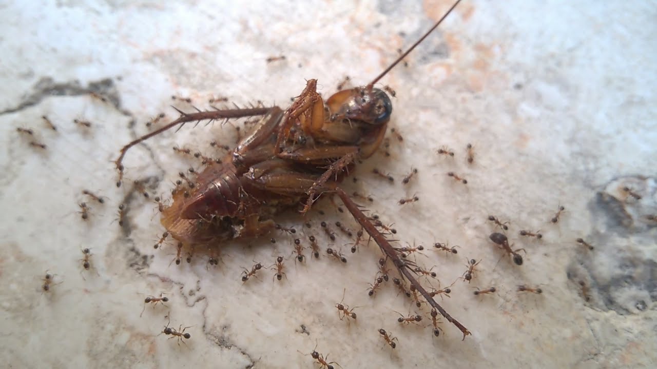 Ants move huge cockroach with incredible coordination! - YouTube