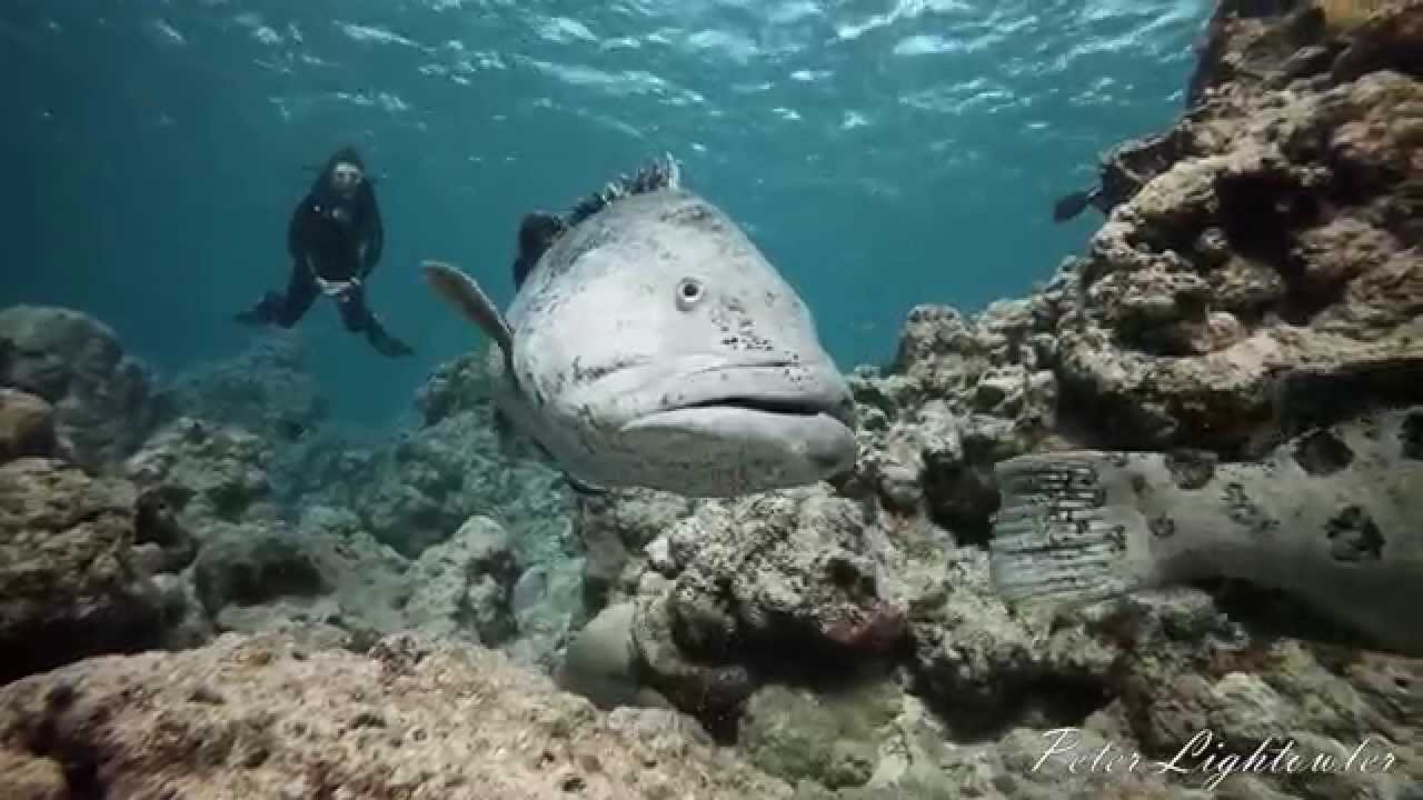Mating Cod at Cod Hole - Mike Ball Dive Expeditions - YouTube