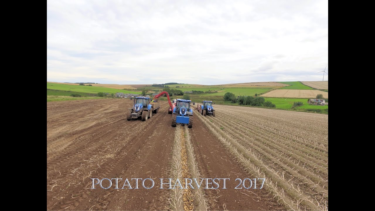 Slains Park lifting tatties 2017 - YouTube