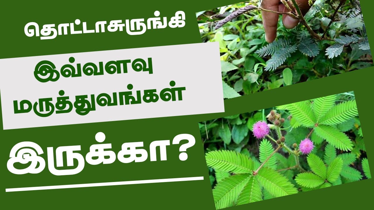 Mimosa Pudica Flower Uses | Best Flower Site
