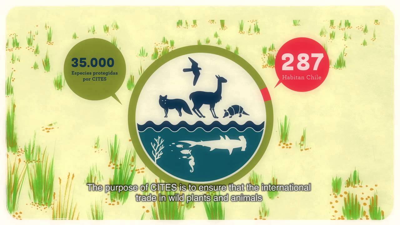 40th anniversary of the entry into force of CITES in Chile - YouTube