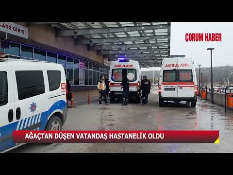 ÇORUM'DA AĞAÇTAN DÜŞEN VATANDAŞ HASTANELİK OLDU