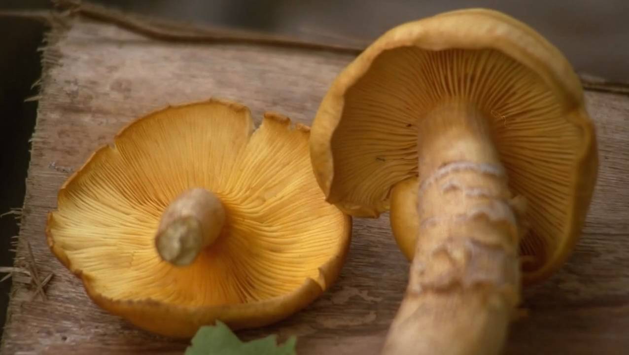 Chantrell HDTV - YouTube