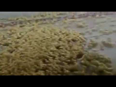 Civcivlere Konser Vermek   Akıllı TV Video