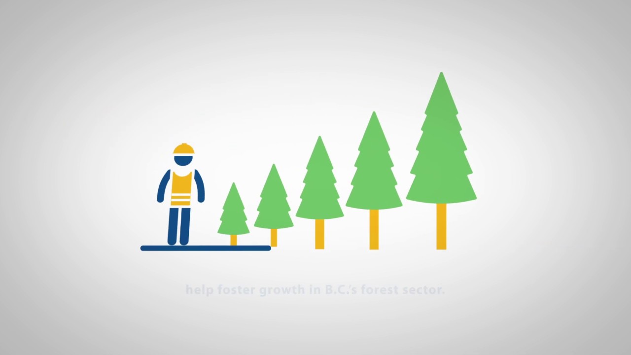 Forestry Overview - Animated - YouTube