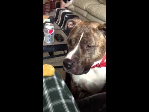 Pit bull drool - YouTube