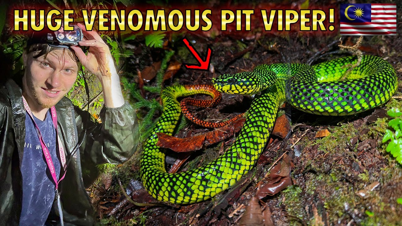 ANGRY pythons and HIGHLY VENOMOUS snakes in Borneo! - YouTube