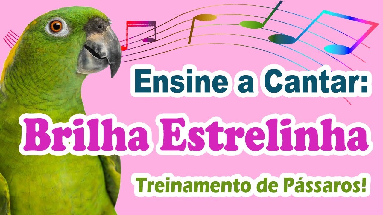Treinamento de papagaio - Ensine o papagaio a cantar brilha estrelinha ...