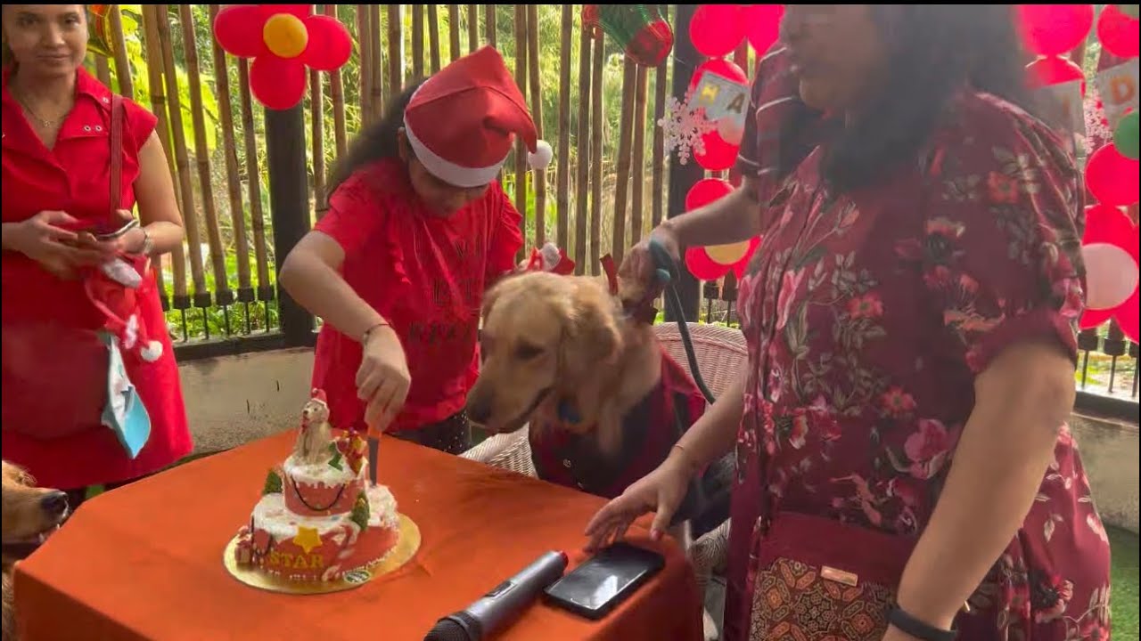 Doggo Birthday 🥳 party - YouTube