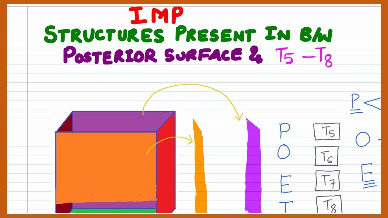Mnemonic on Structures present in b/w the posterior surface of the ...